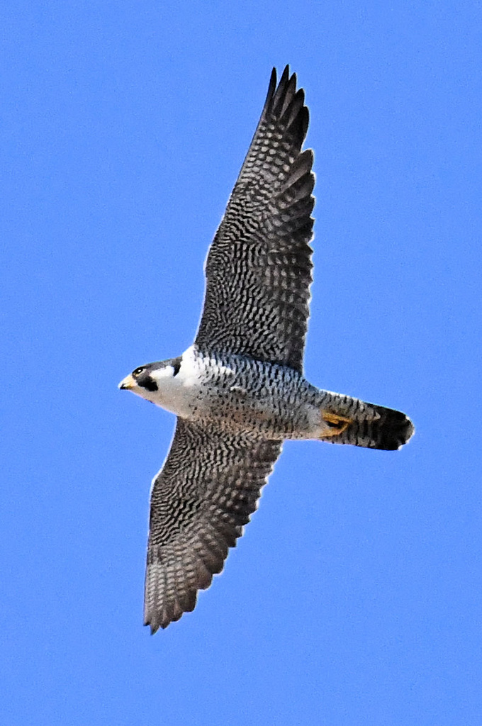 Peregrine Falcon from W Chestnut St, Port Washington, WI, US on April 1 ...