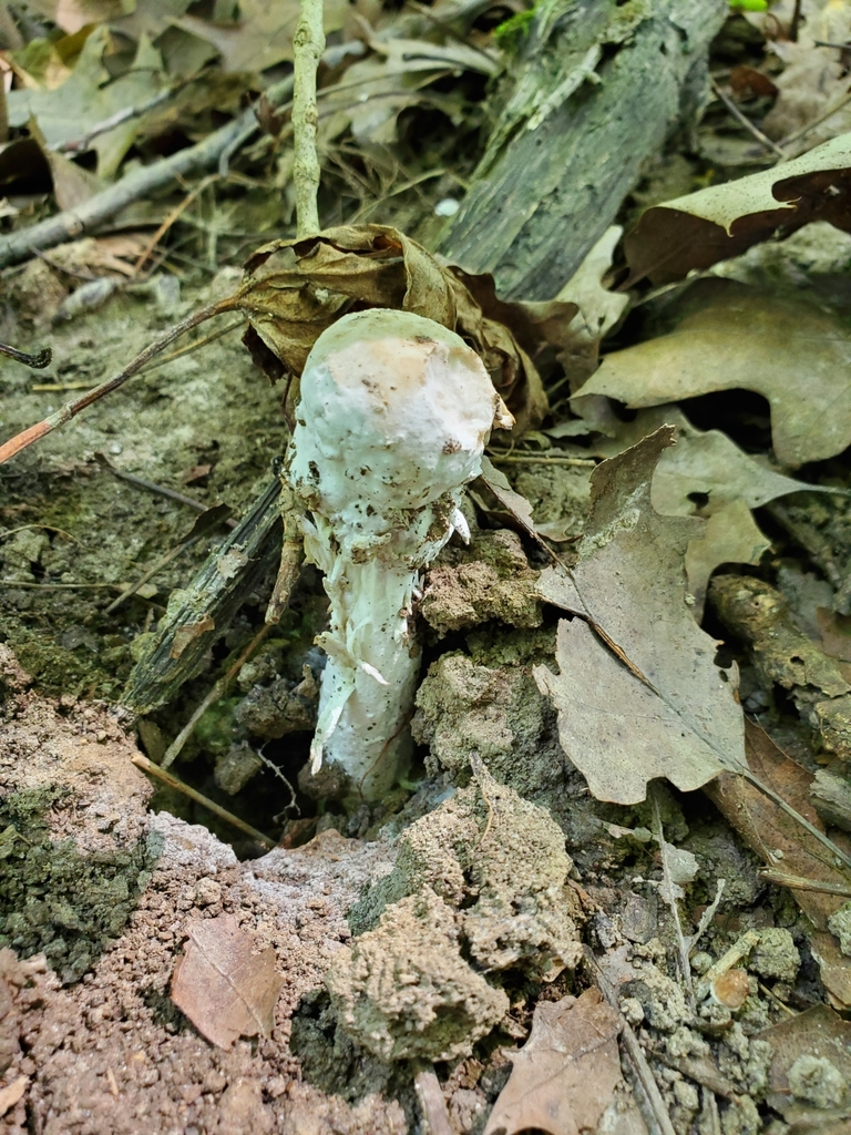 Amanita Mold from Whitewater Memorial State Park on August 15, 2020 at ...