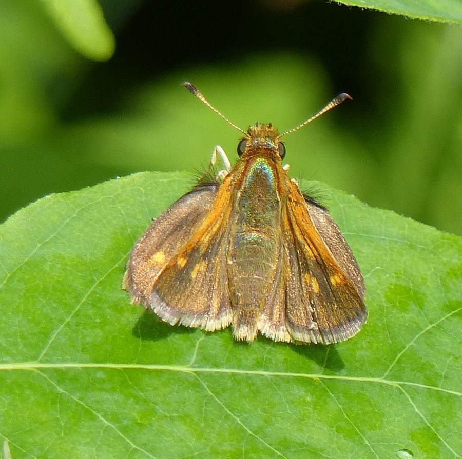 Tawny-edged Skipper (Denver-Boulder Metro Area: Butterflies and Moths ...