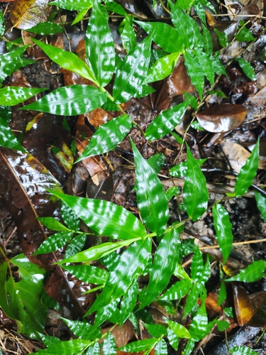 Arthraxon lanceolatus · iNaturalist