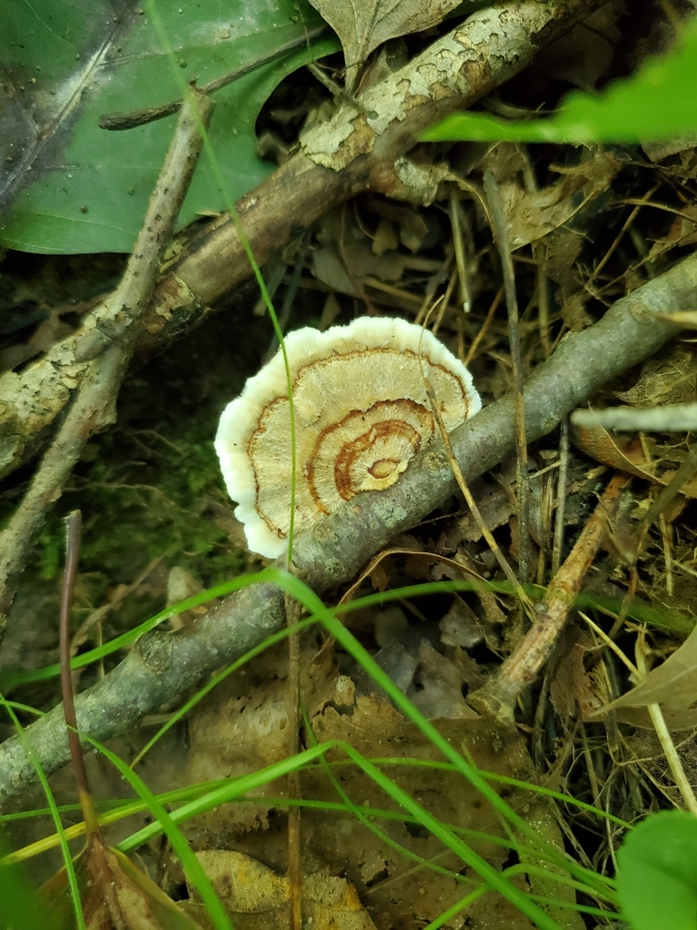 turkey-tail from Harmony, IN, USA on August 15, 2020 at 01:41 PM by ...