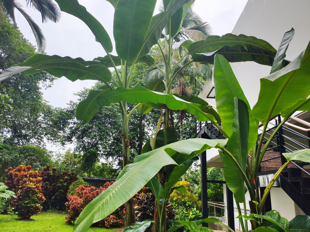 Manila hemp (Musa textilis) - Botanical Realm