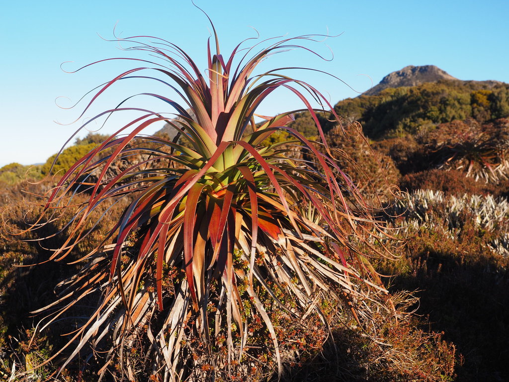 Richea pandanifolia pandanifolia from Southwest TAS 7139, Australia on ...
