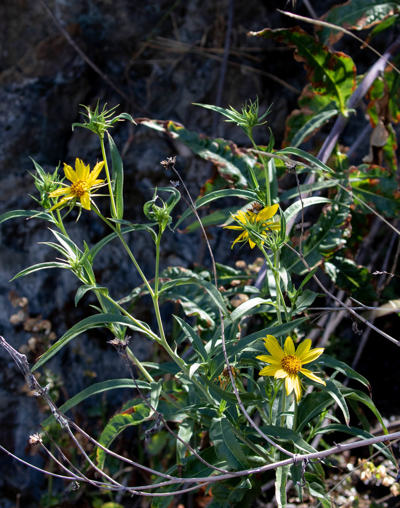 California sunflower (Helianthus californicus) - Botanical Realm