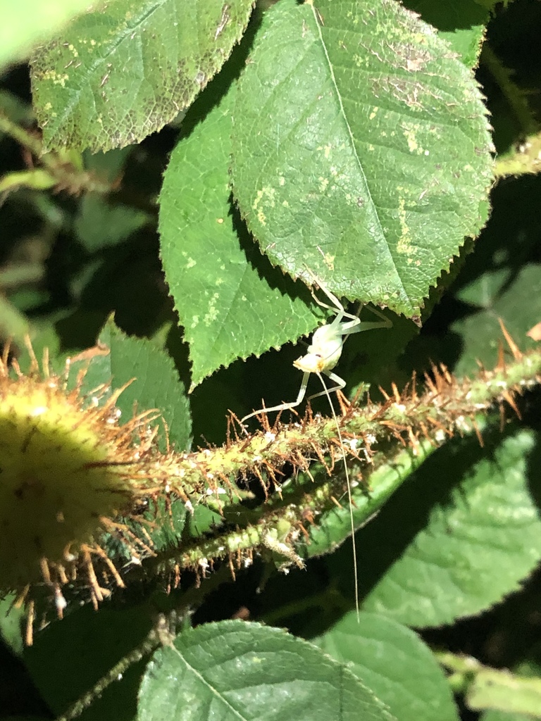 Common Tree Crickets from W Kodiak Dr, Meridian, ID, US on August 15 ...