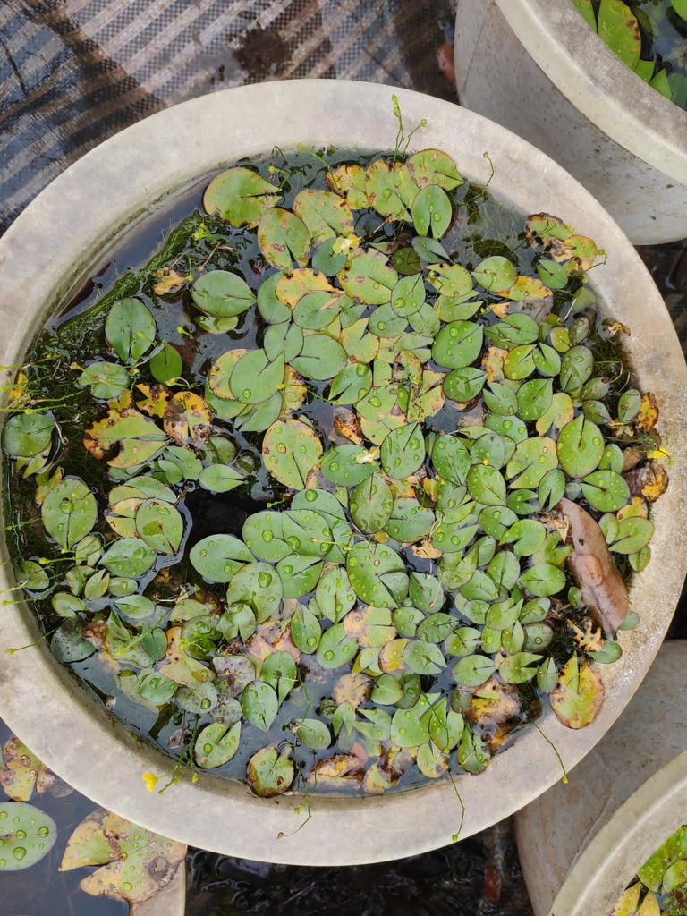 Nymphaea minuta from 中国云南省西双版纳傣族自治州勐腊县 on August 5, 2020 at 06:03 PM by ...