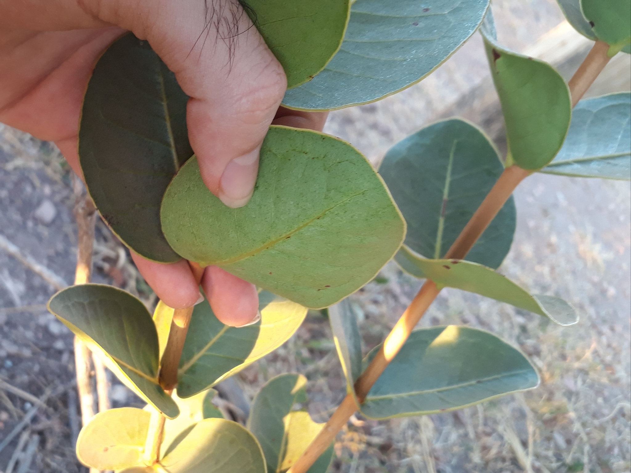 Eugenia bimarginata DC.