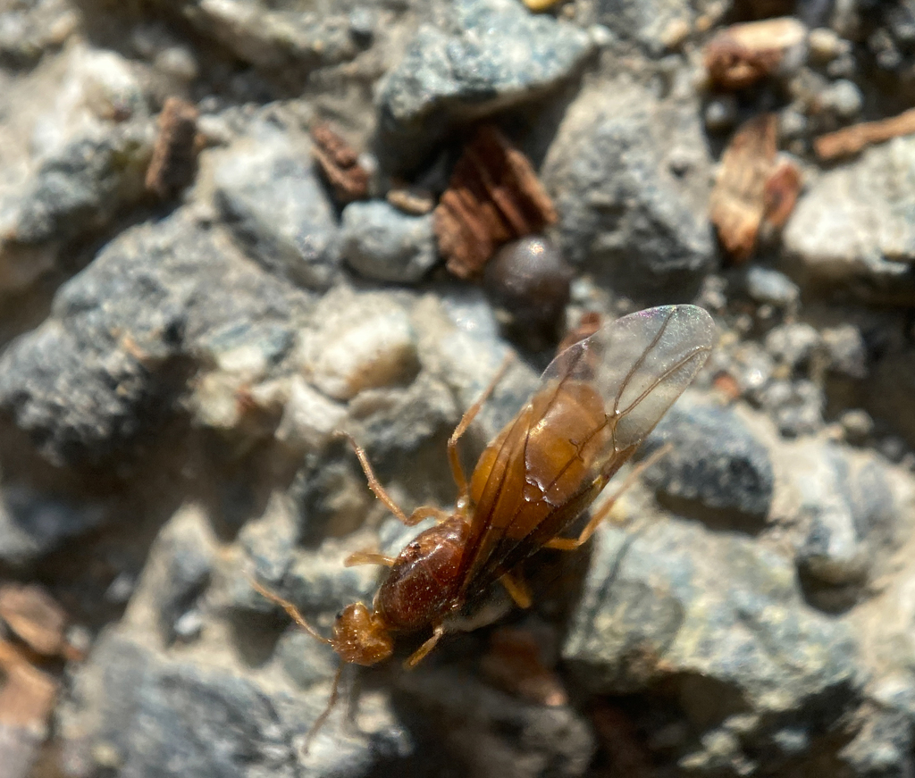 Strange Fuzzy Ant from Santa Clara County, CA, USA on August 14, 2020 ...