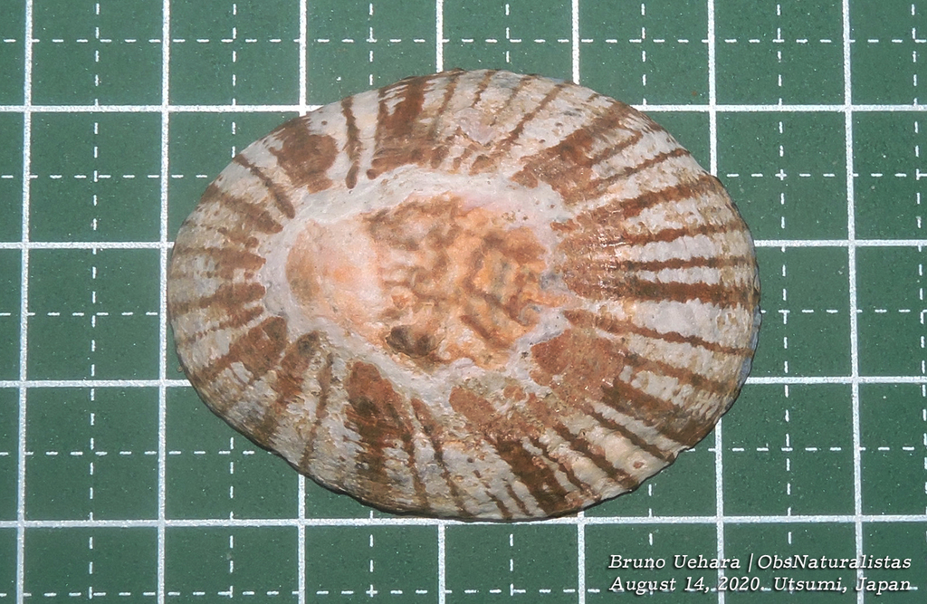 Cellana nigrolineata from Utsumi, Minamichita, Chita District, Aichi ...