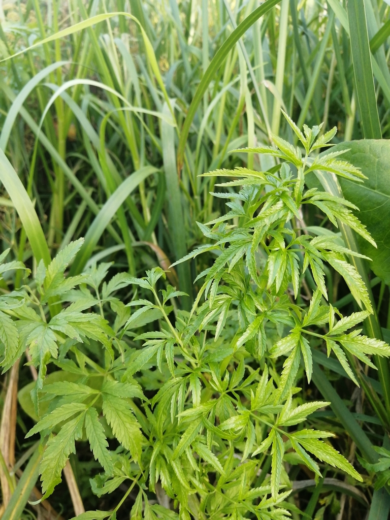 Cowbane from Месягутово, Респ. Башкортостан, Россия, 452530 on August ...