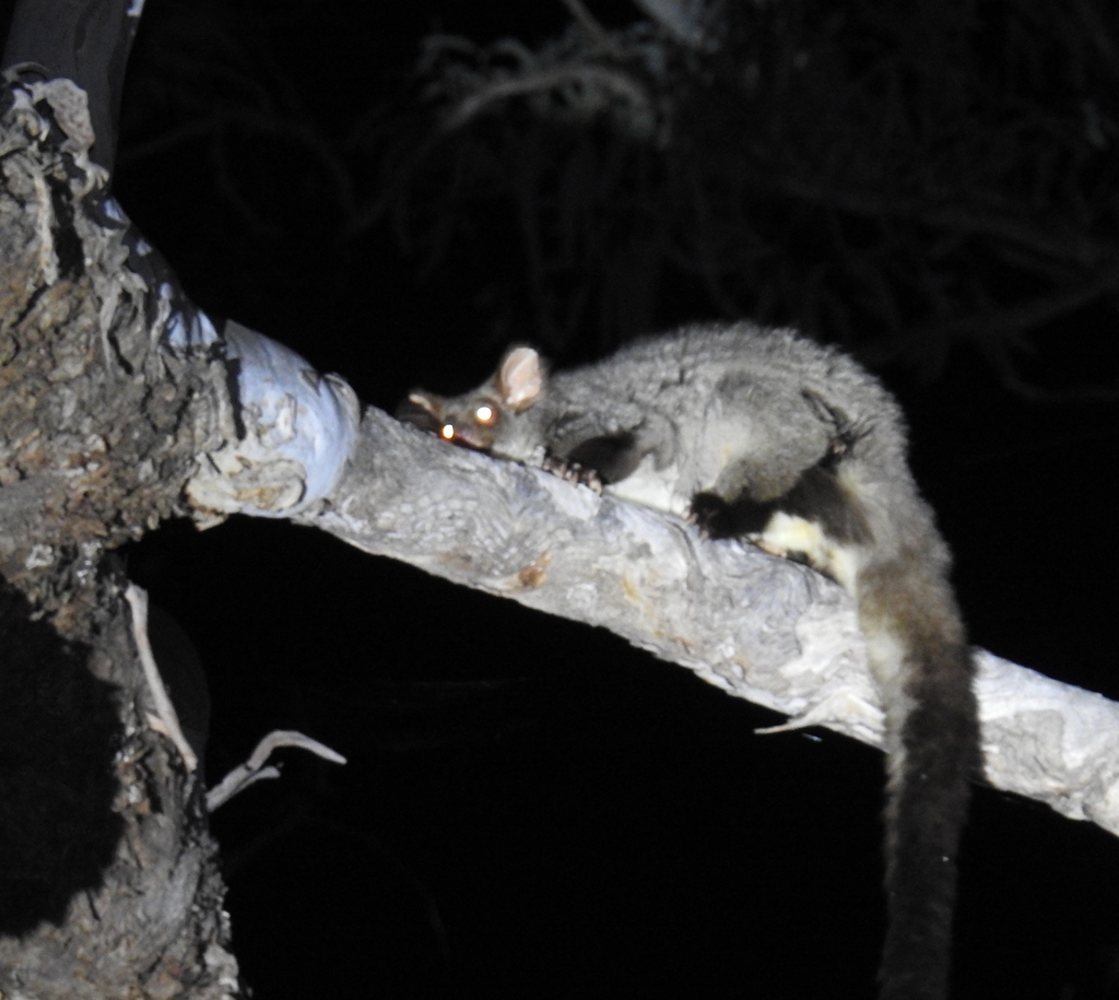 Greater Glider (Petauroides volans) - Know Your Mammals