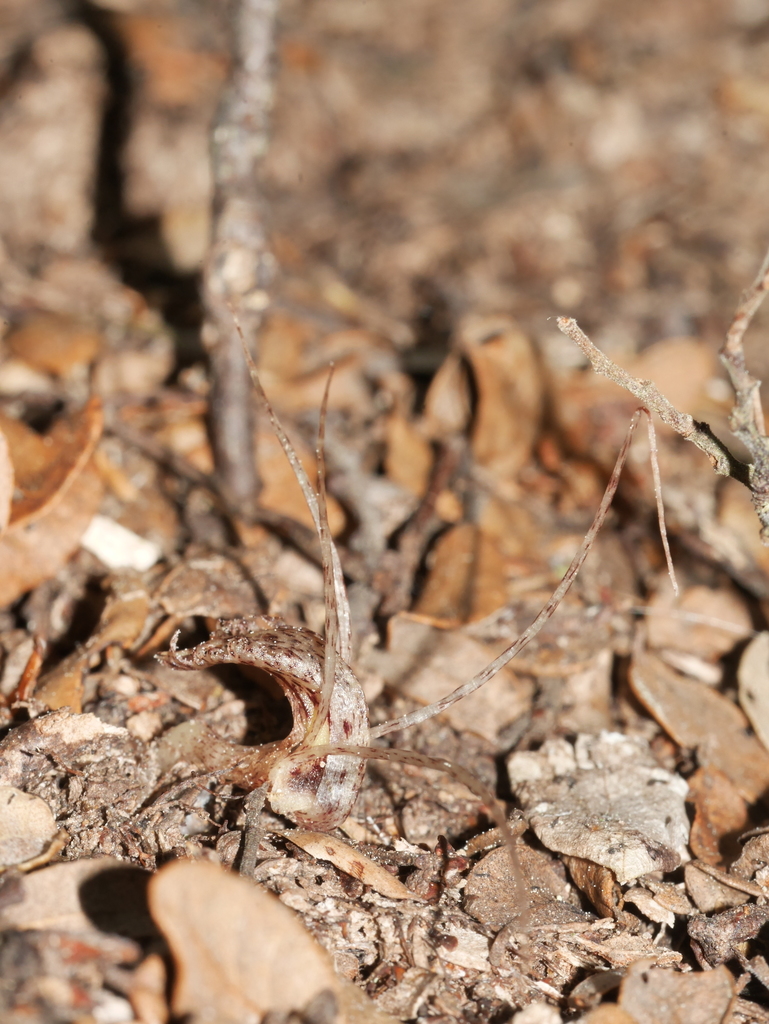 Corybas cryptanthus in August 2020 by mattward. A new species for ...