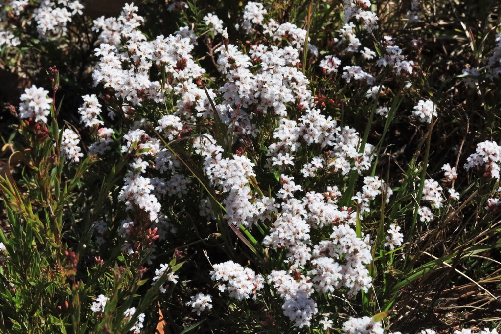 common beard-heath from Wooli NSW 2462, Australia on August 13, 2020 at ...