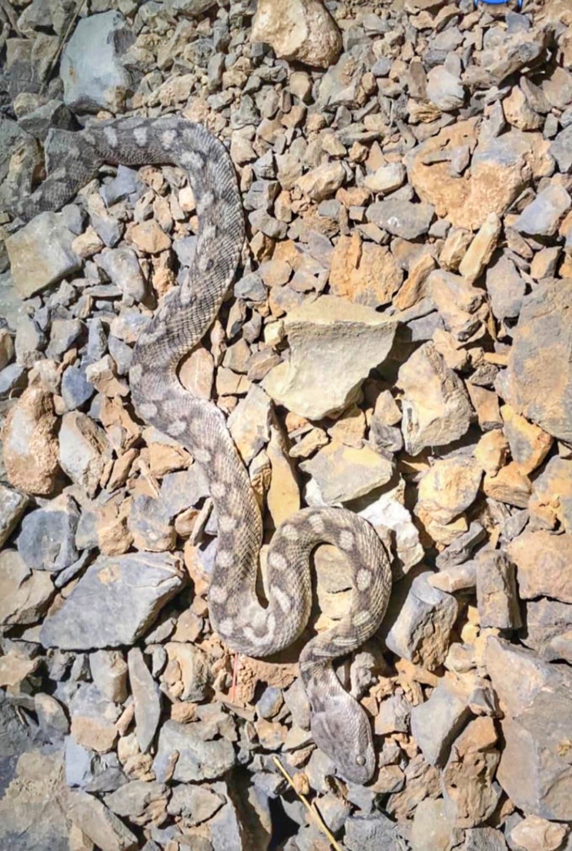 Echis omanensis Babocsay, 2004