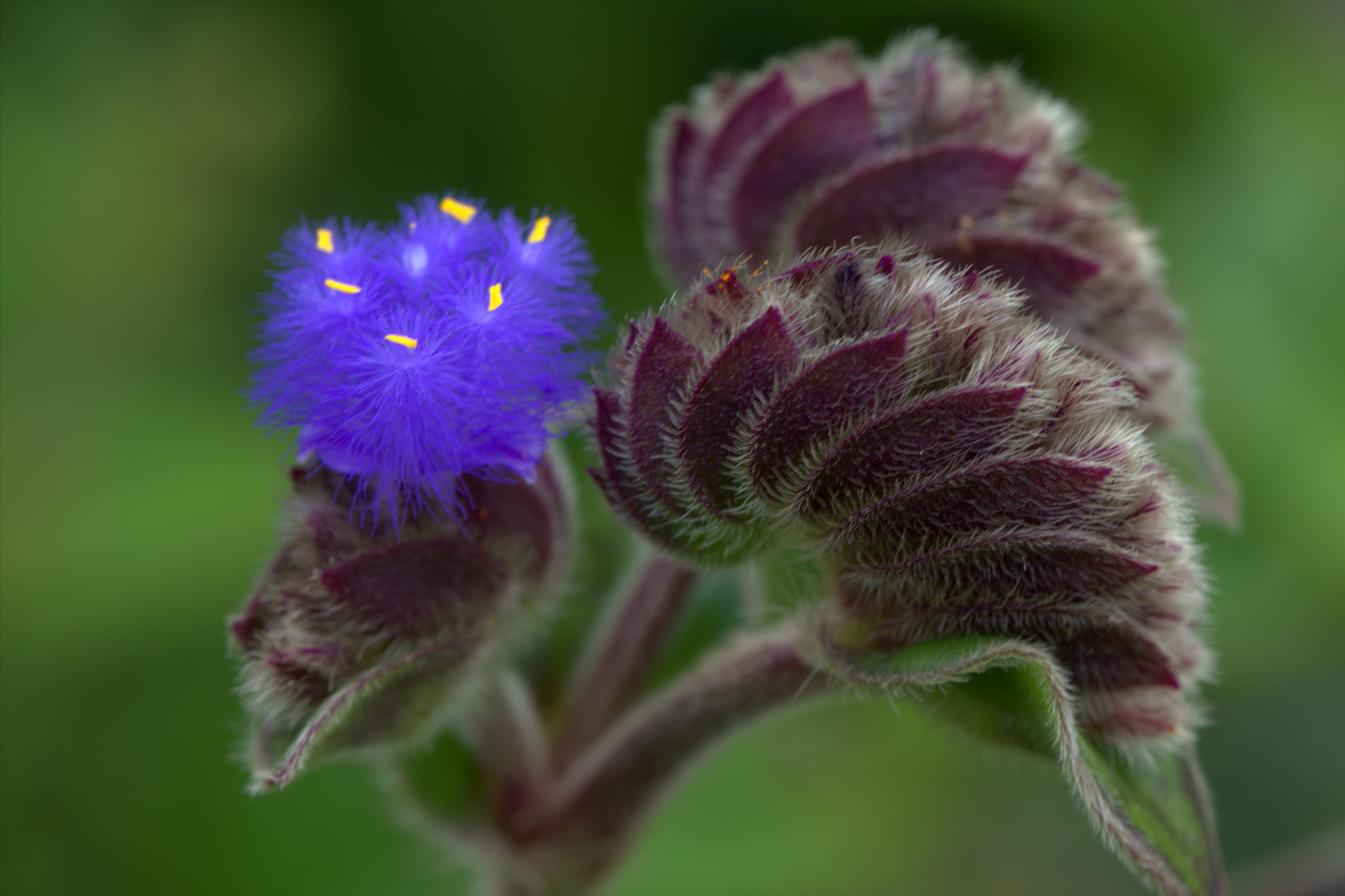 Cyanotis tuberosa (Roxb.) Schult. & Schult.f.