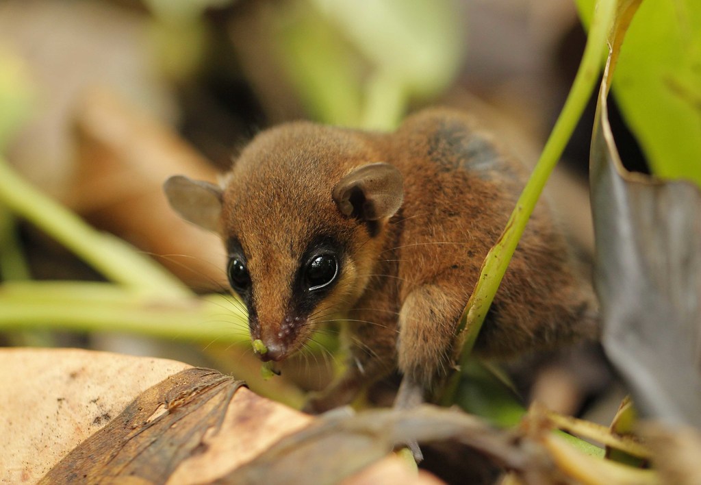 Mexican Mouse Opossum (Marmosa mexicana) - Know Your Mammals