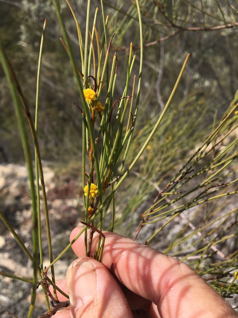 (Acacia calantha) - Botanical Realm