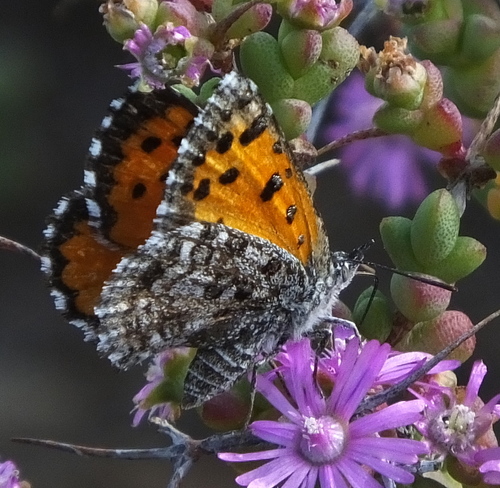 Karoo Daisy Copper (Chrysoritis chrysantas) · iNaturalist