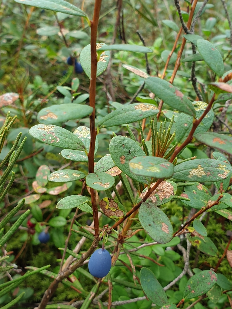 bog bilberry from Tooma, Jõgeva County, Estonia on August 16, 2020 at ...