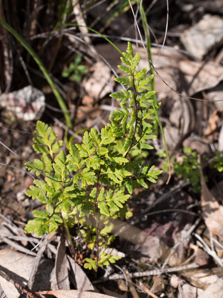 Rock Fern from Turon, Lithgow, New South Wales, Australia on August 16 ...