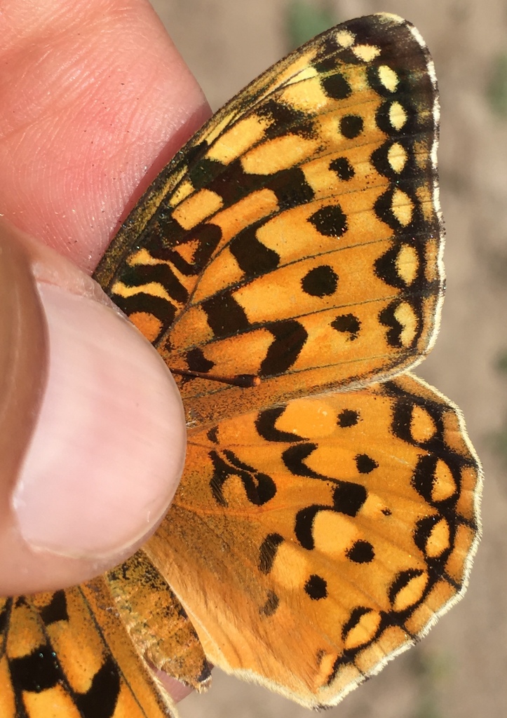 Coronis Fritillary (Bugs of Rifle Falls, Rifle Gap, and Harvey Gap ...