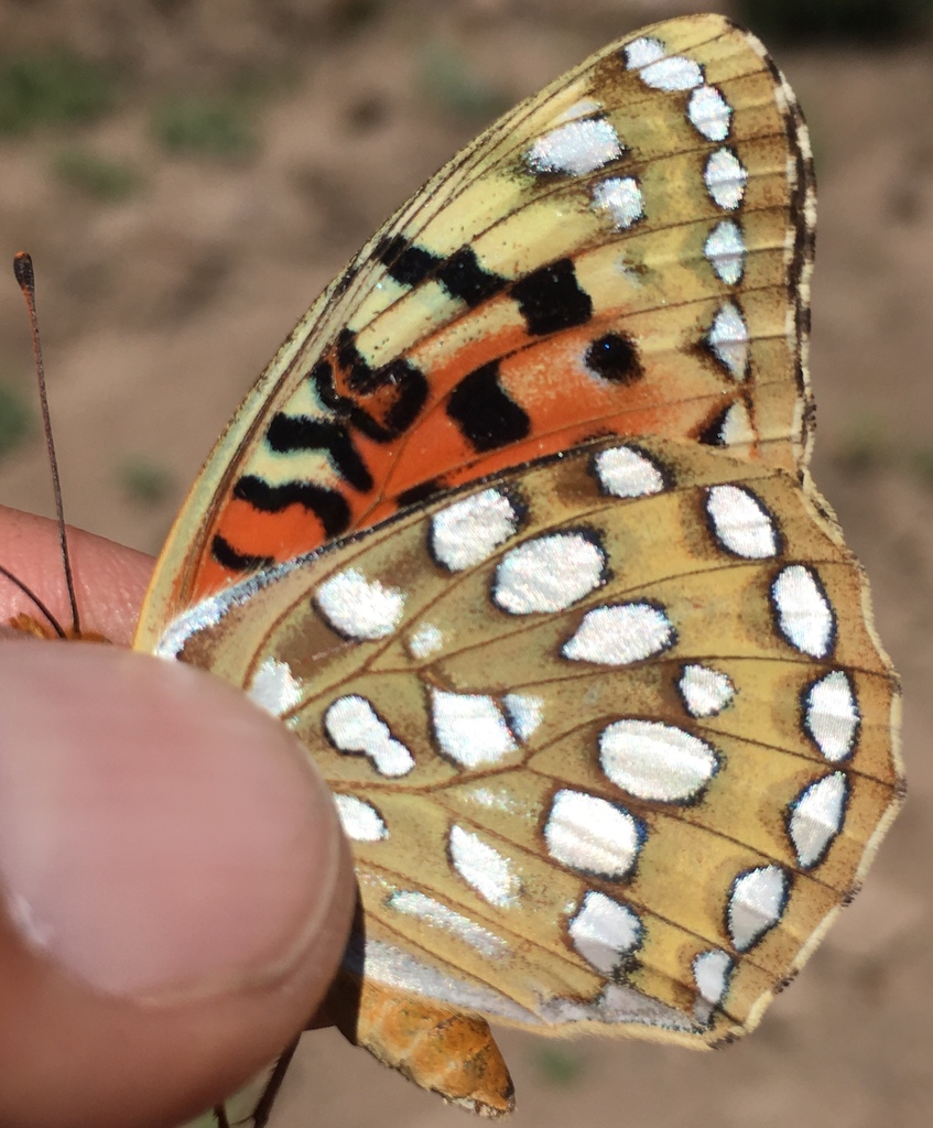 Coronis Fritillary (Bugs of Rifle Falls, Rifle Gap, and Harvey Gap ...