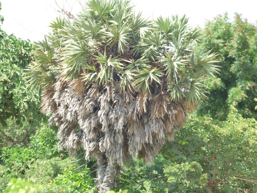 Borasseae from Ingawa, Nigeria on July 26, 2020 at 10:59 AM by Abubakar ...