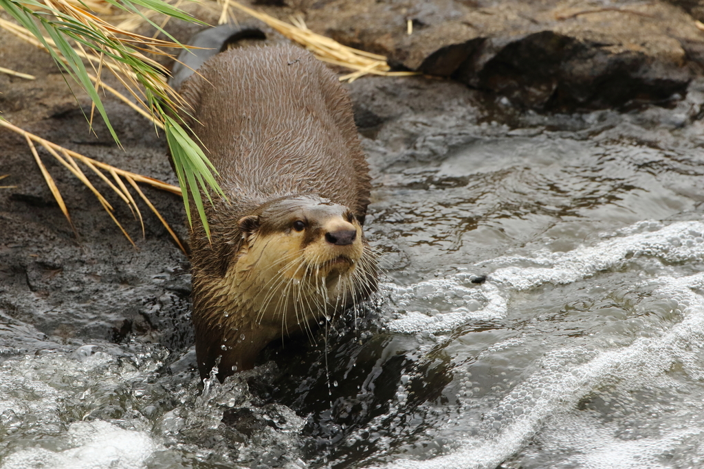 African Clawless Otter (Aonyx capensis) - Know Your Mammals