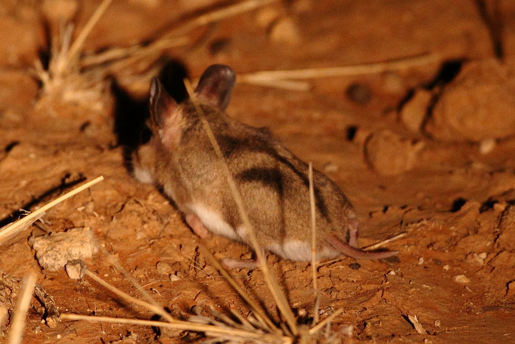 Large-eared Mouse (Malacothrix typica) - Know Your Mammals