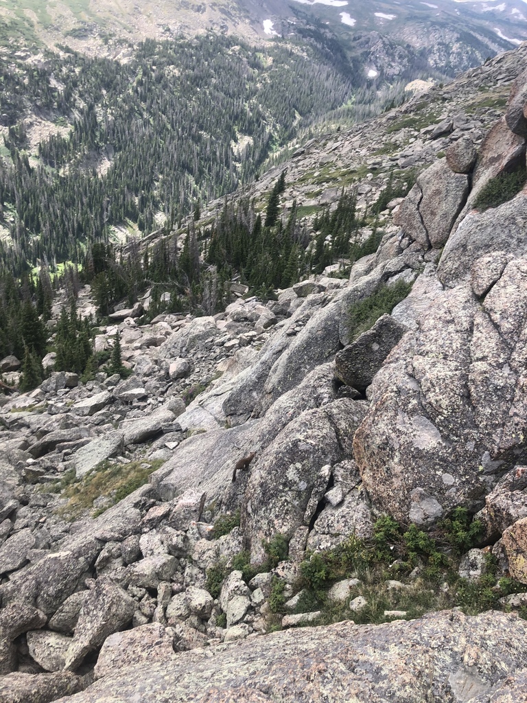 Pacific Marten from Rocky Mountain National Park, Bellvue, CO, US on ...