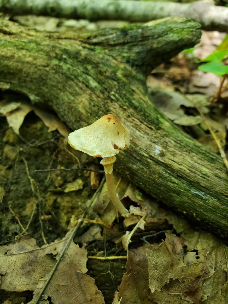 Stinking Dapperling from Whitewater Memorial State Park on August 15 ...