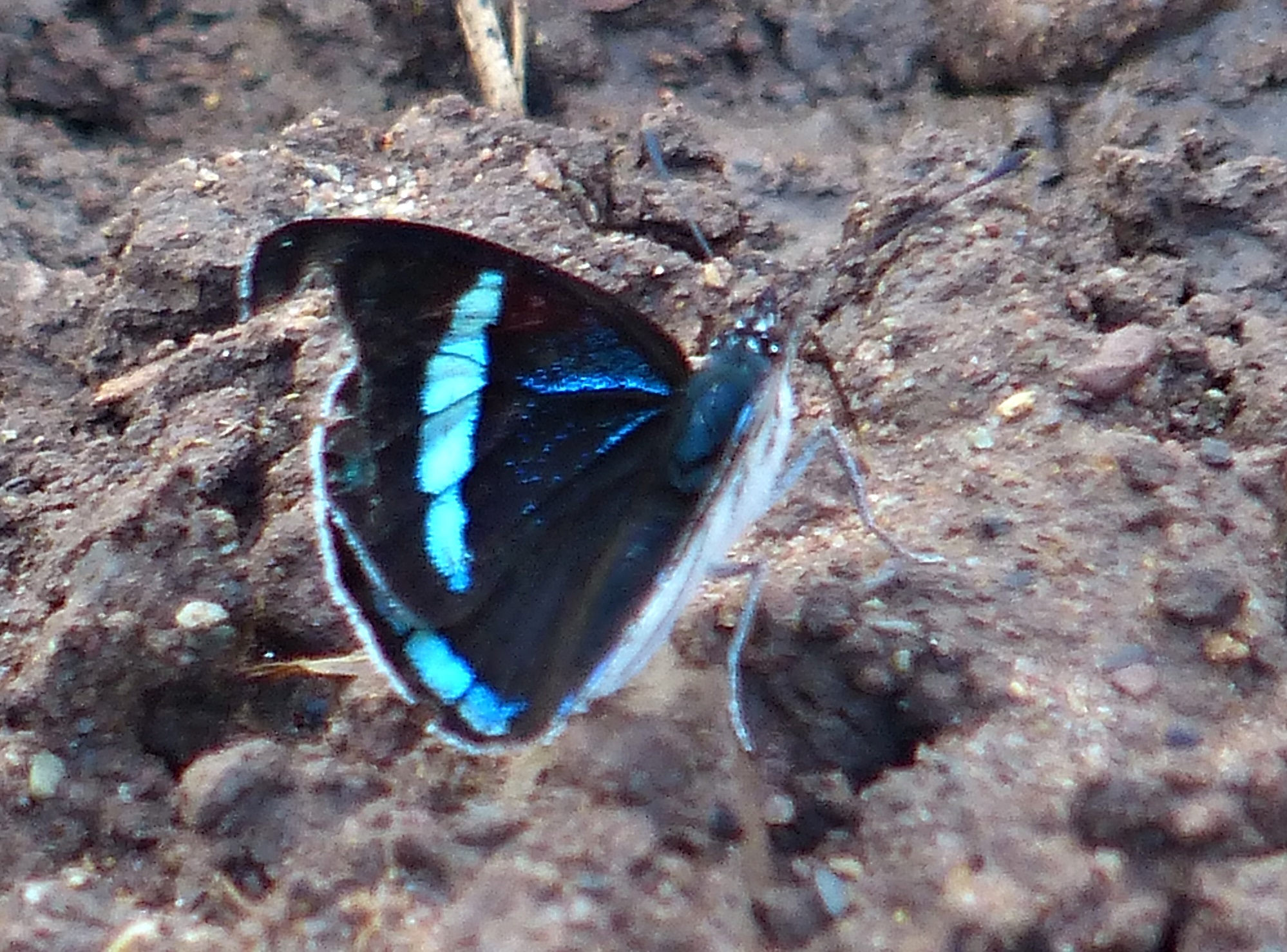 Diaethria neglecta (Salvin, 1869)