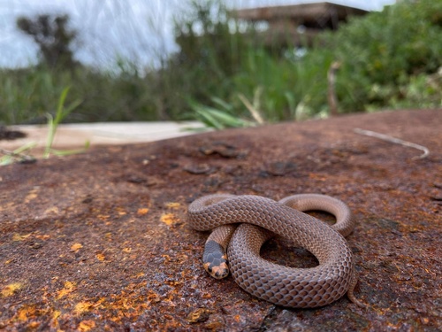 Spectacled Hooded Snake (Suta spectabilis) - Snakes and Lizards