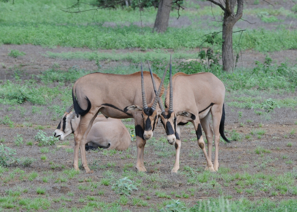 East African Oryx (Oryx beisa) - Know Your Mammals