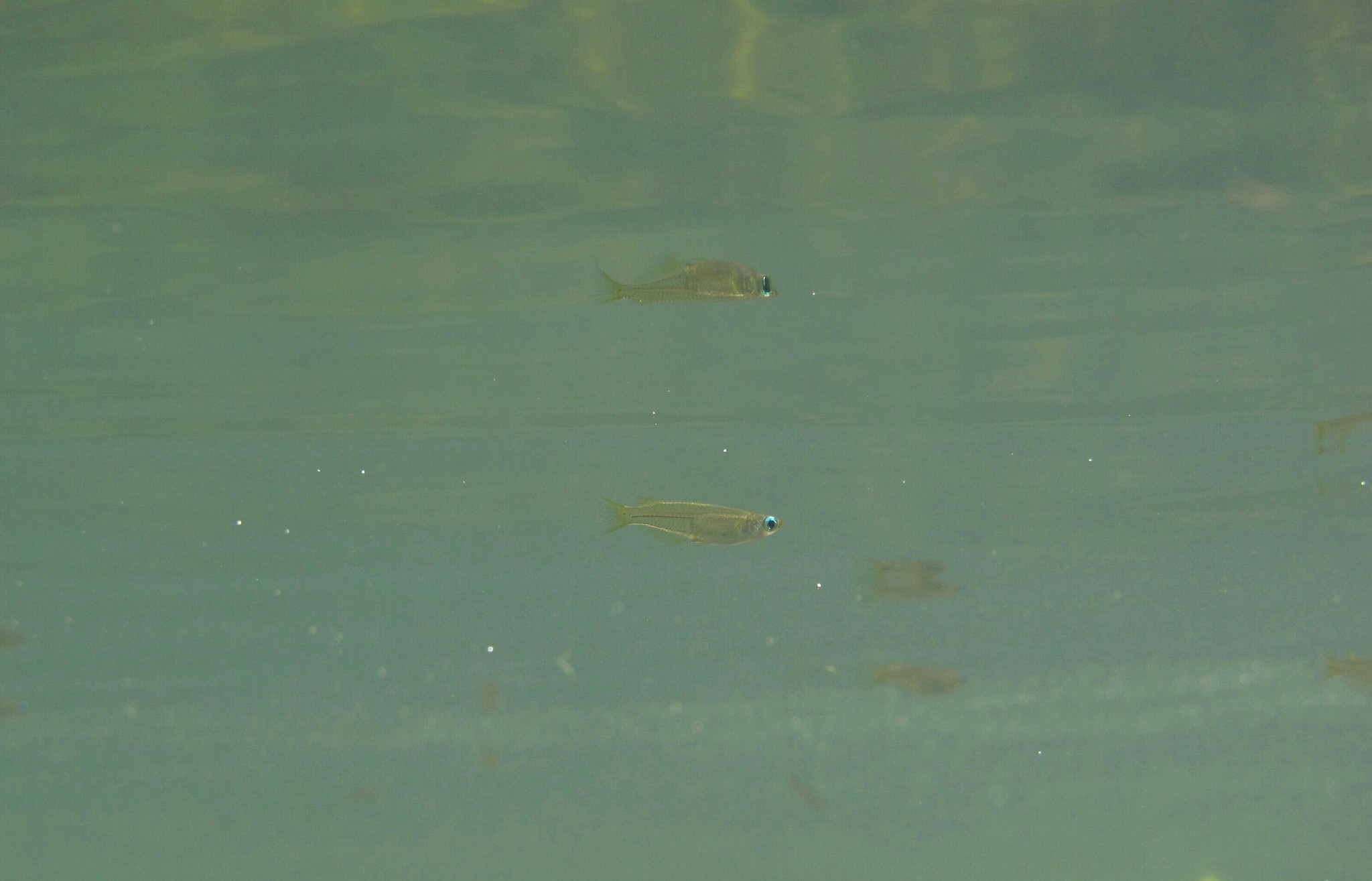 Oryzias curvinotus (Nichols & Pope, 1927)