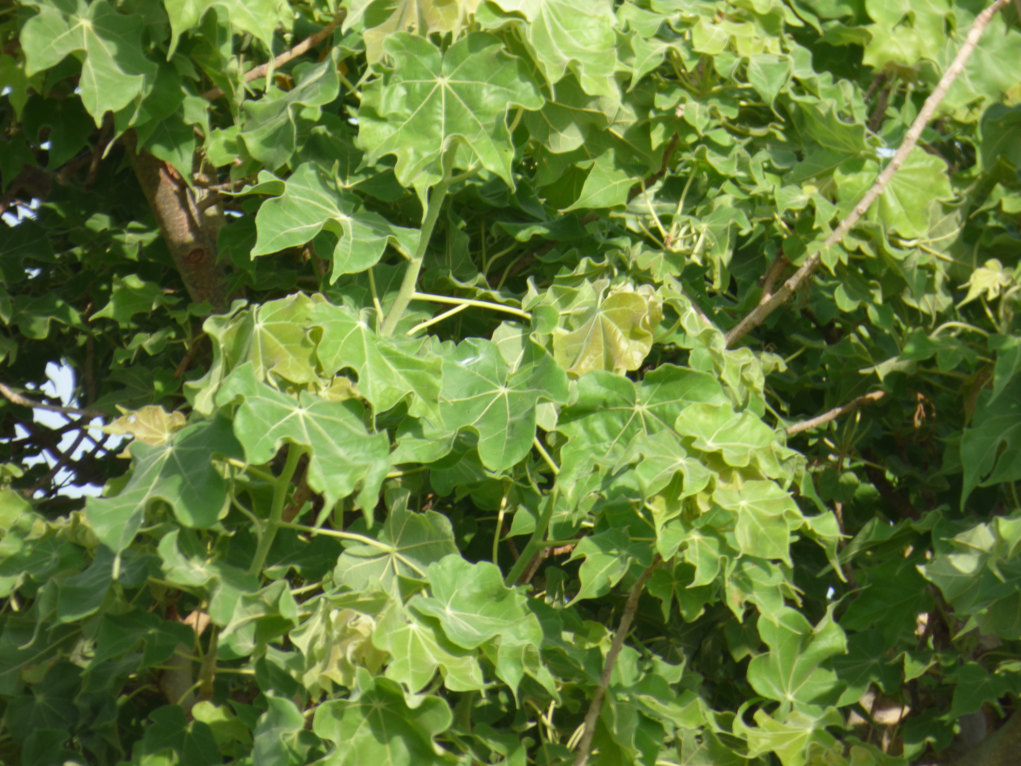 Sterculia setigera Delile