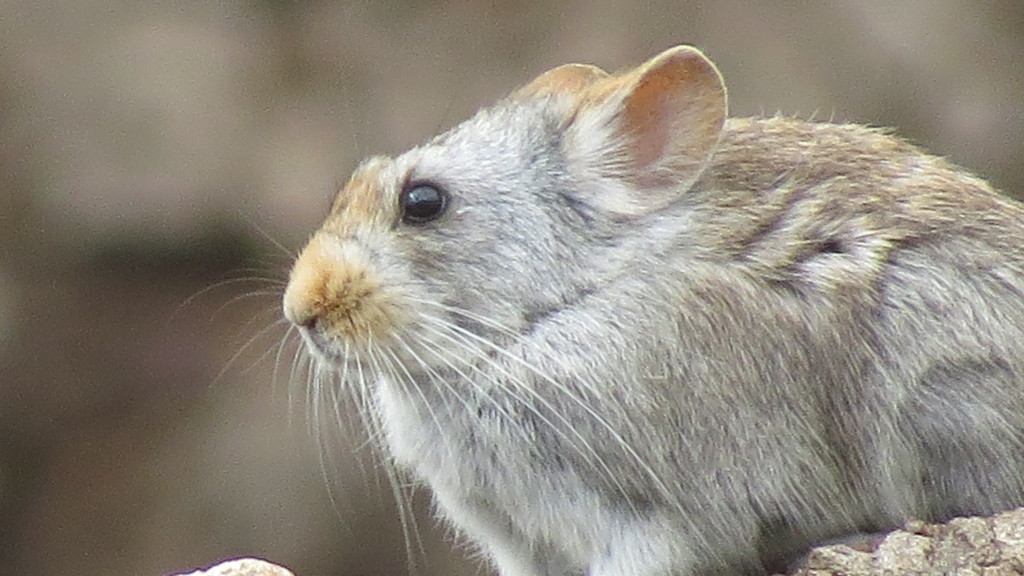 Chinese Red Pika (Ochotona erythrotis) - Know Your Mammals