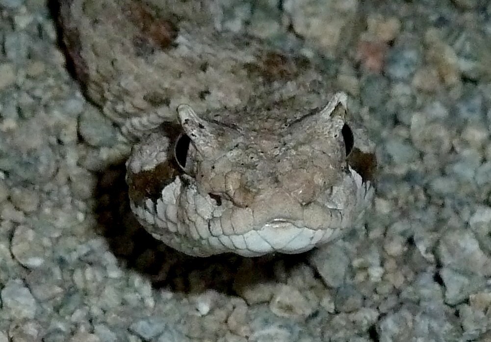 Sidewinder from Rademacher Hills south of Ridgecrest on July 19, 2010 ...