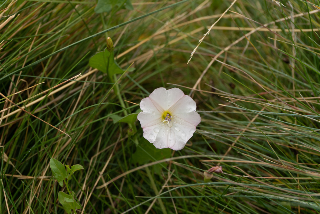 field bindweed from Atascadero, CA 93422, USA on August 13, 2020 at 12: ...