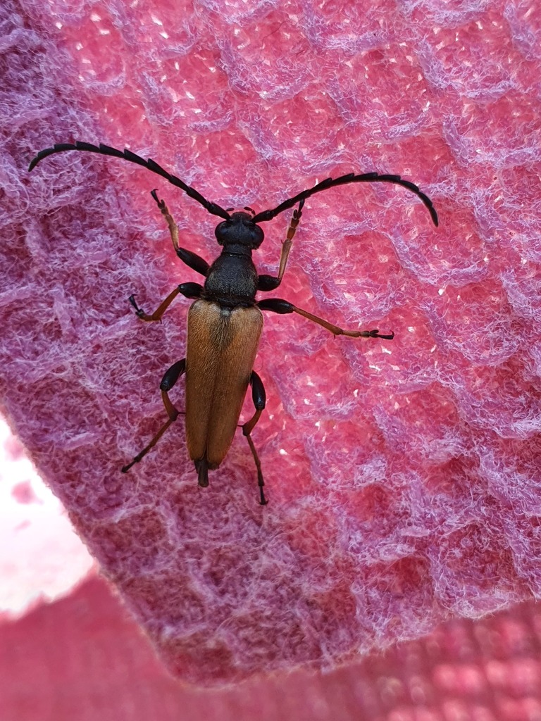 Red Pine Longhorn Beetle from 3460 Birkerød, Danmark on August 16, 2020 ...