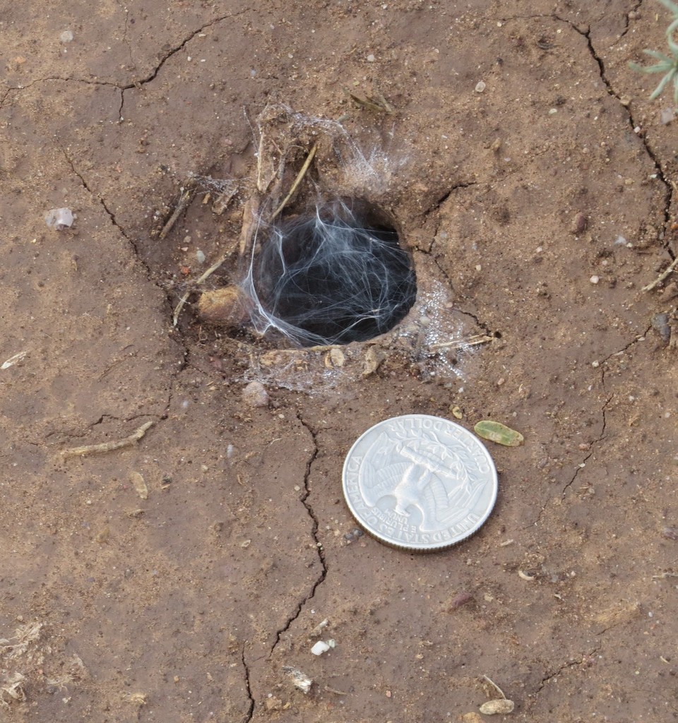 Desert Blonde Tarantula from Cochise County, AZ, USA on August 16, 2020 ...