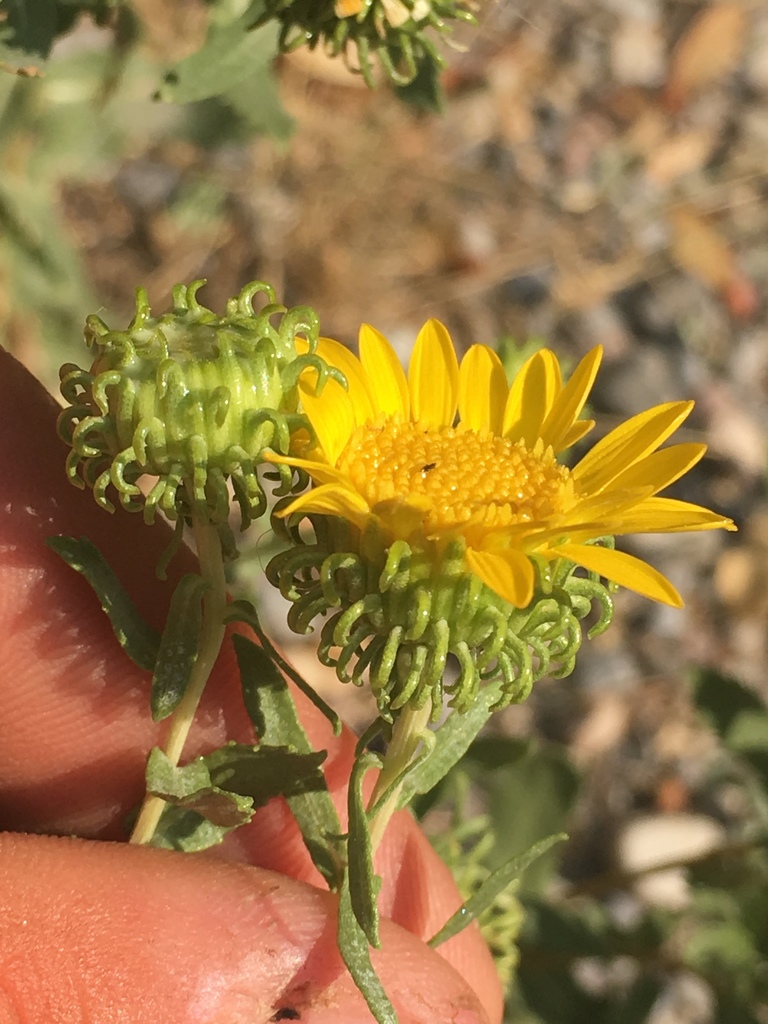 Curlycup Gumweed (Grindelia squarrosa) - Botanical Realm