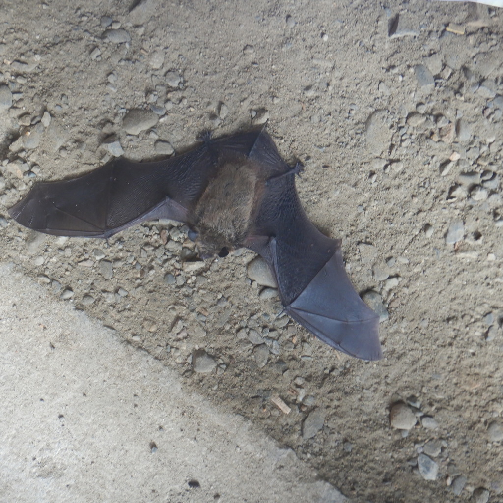 Little Brown Bat in August 2020 by jozien. 2 little brown bats. They do ...