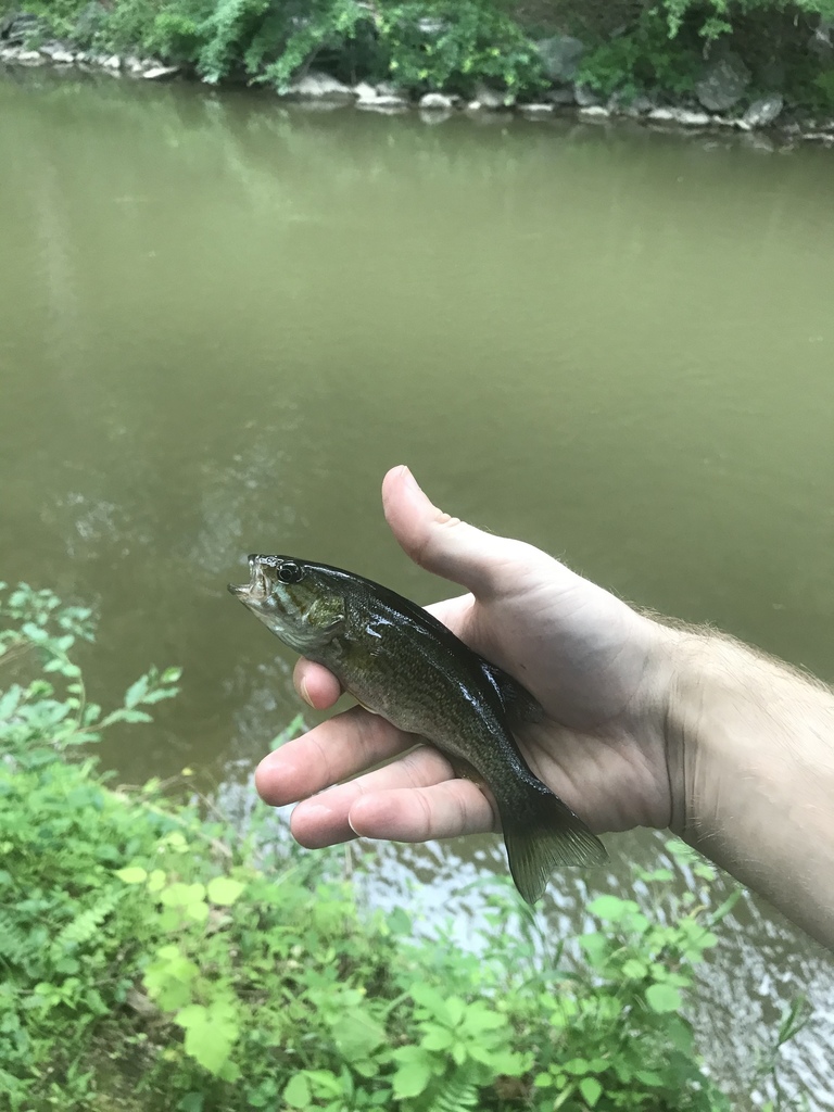 Smallmouth Bass in June 2020 by bilbobaggins334 · iNaturalist