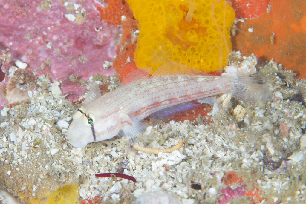 Gobie à l'oeil barré (Guide des poissons osseux de Polynésie Française ...