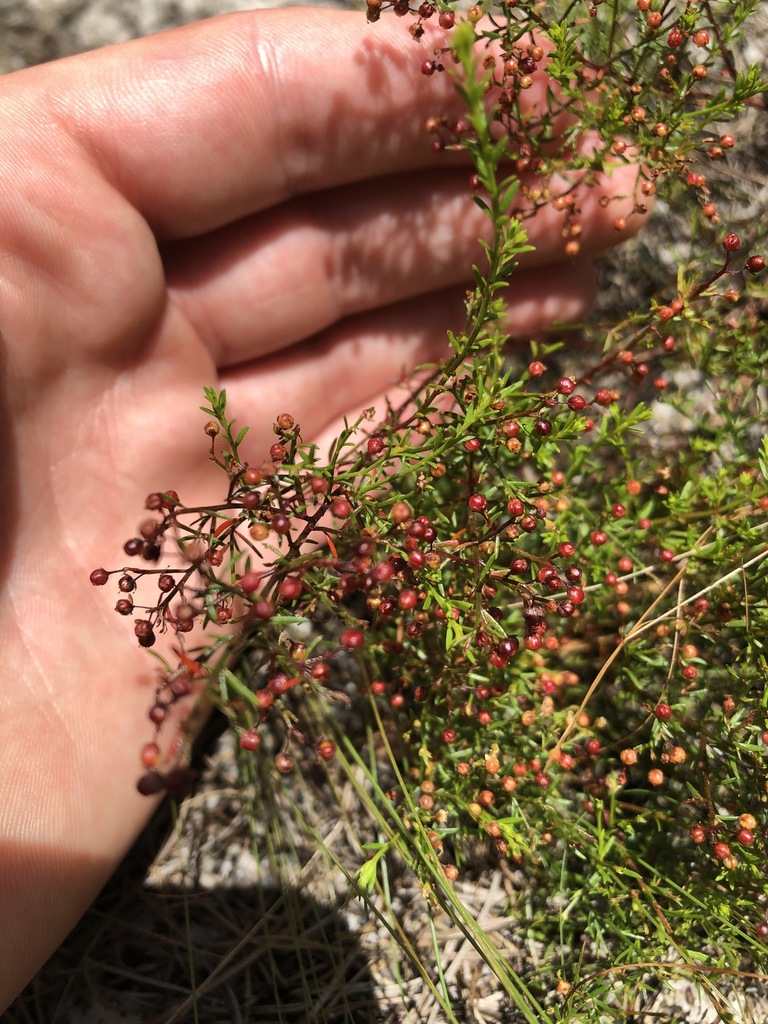 Deckert's pinweed from Martin County, FL, USA on August 16, 2020 at 01: ...