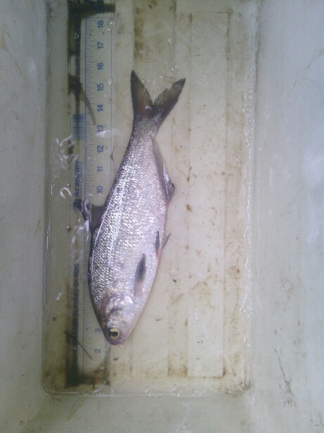 American Gizzard Shad (Common Fish Species of Richmond National ...