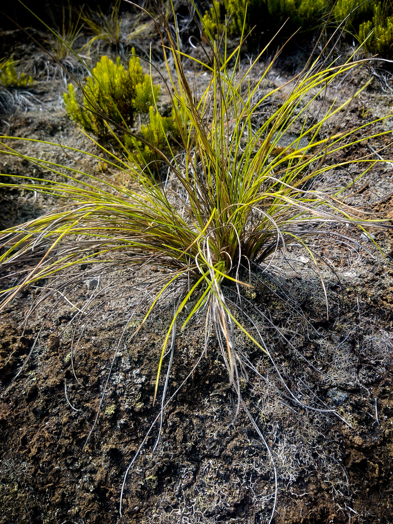 Festuca jubata (Madeira Plants Poaceae) · iNaturalist