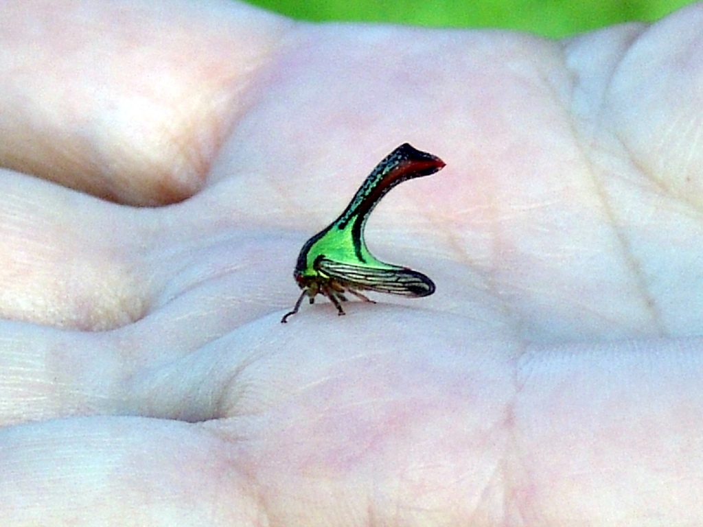 Thorn Treehopper from 513 N Saint Marie St, Mission, TX, US on October ...