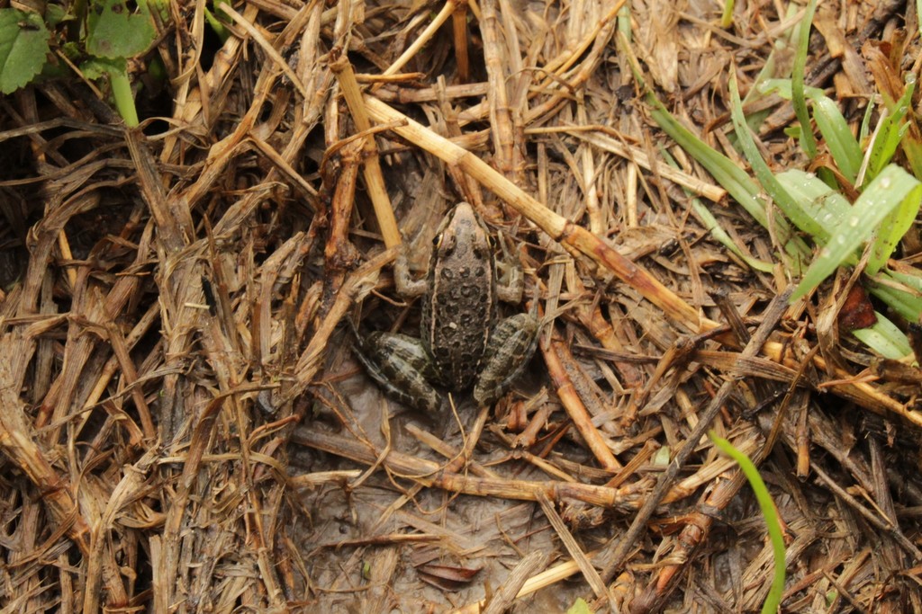 Transverse Volcanic Leopard Frog from Jerécuaro, Gto., México on June ...